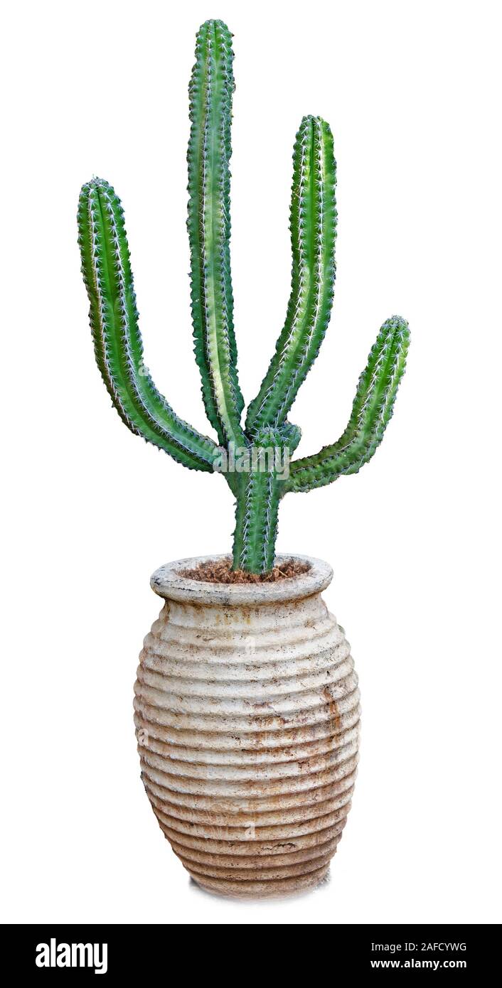 cactus isolated on white background Stock Photo - Alamy