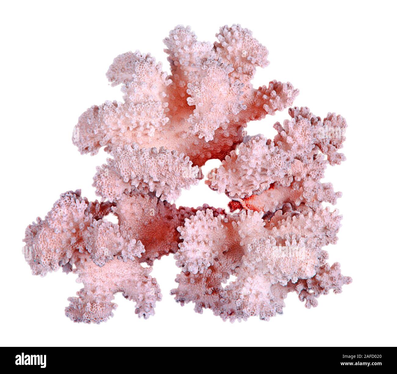 coral isolated on white background Stock Photo - Alamy