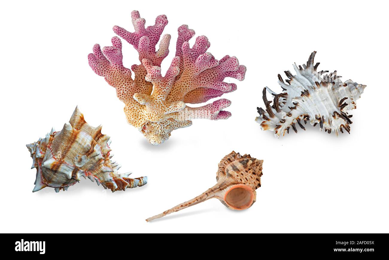 A coral and seashells isolated on background Stock Photo - Alamy