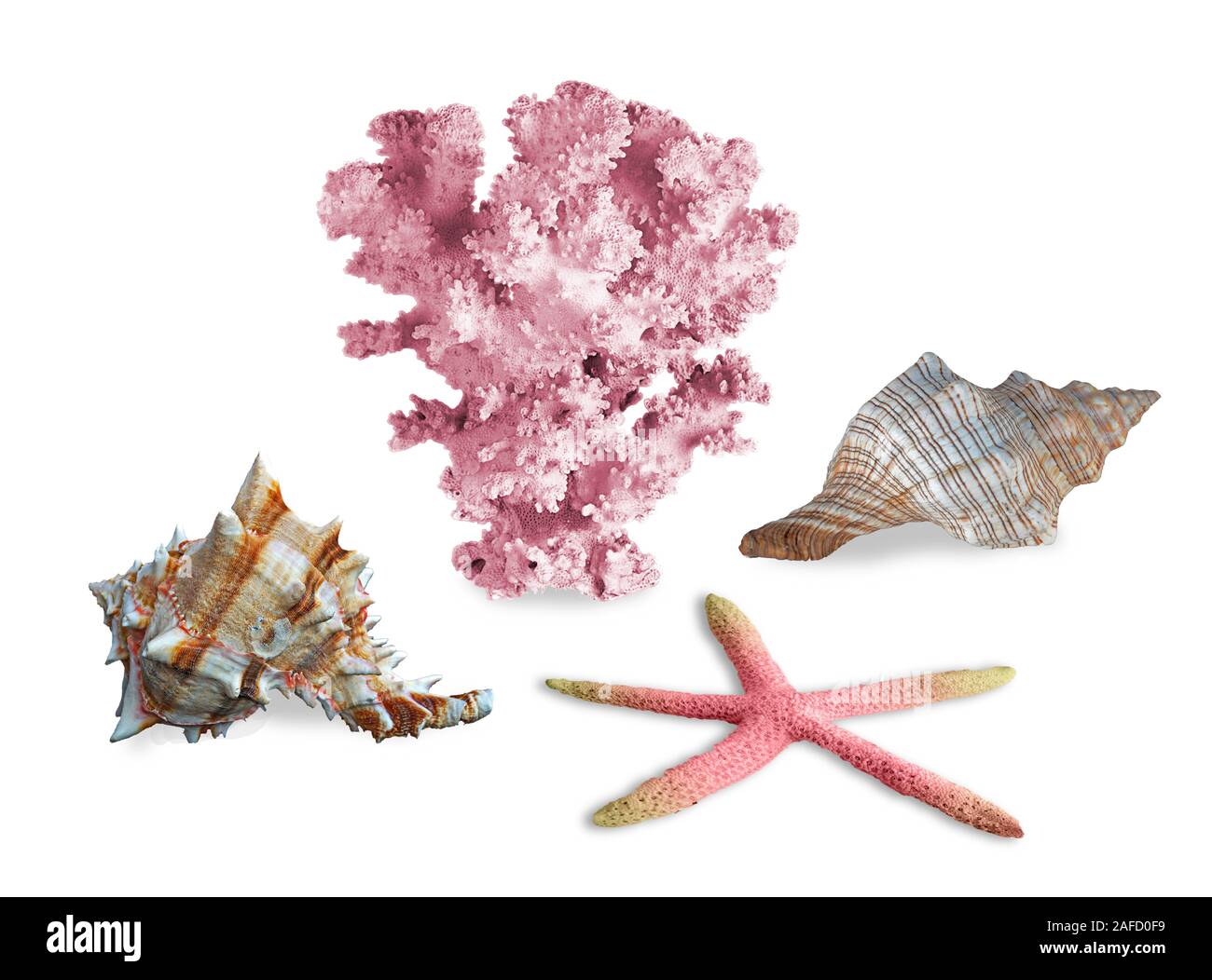 A coral and seashells isolated on background Stock Photo - Alamy