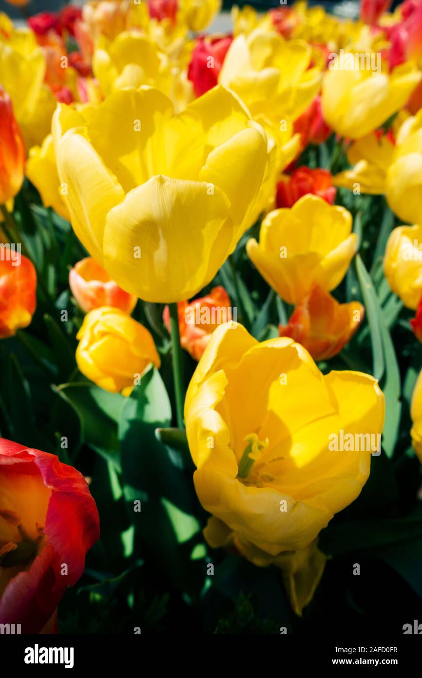 yellow Tulips in nature at springtime Stock Photo - Alamy