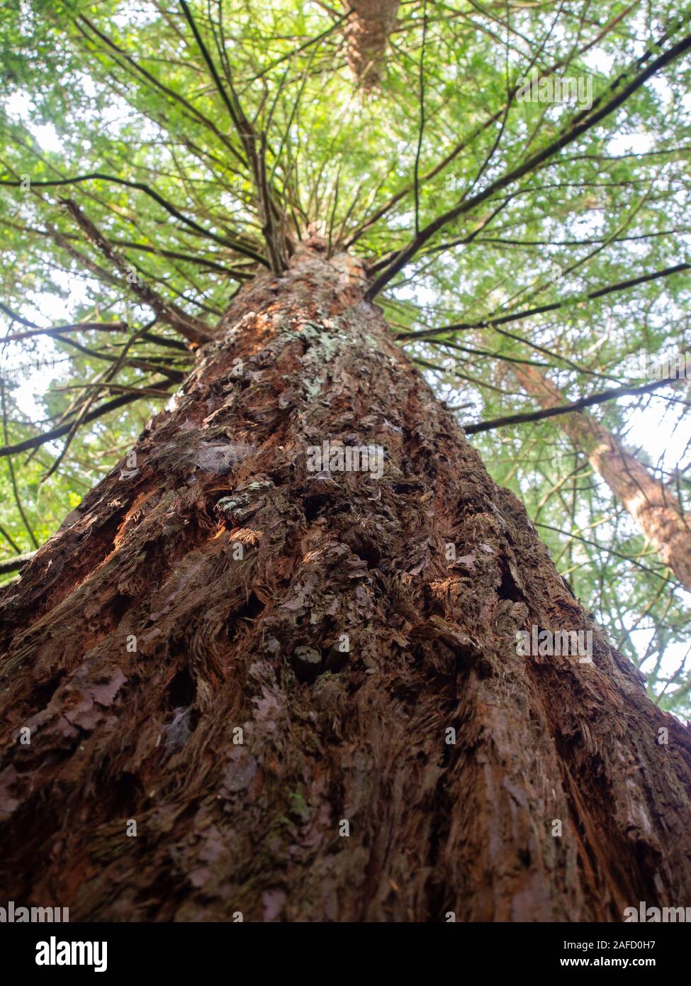 California Redwood Sapling