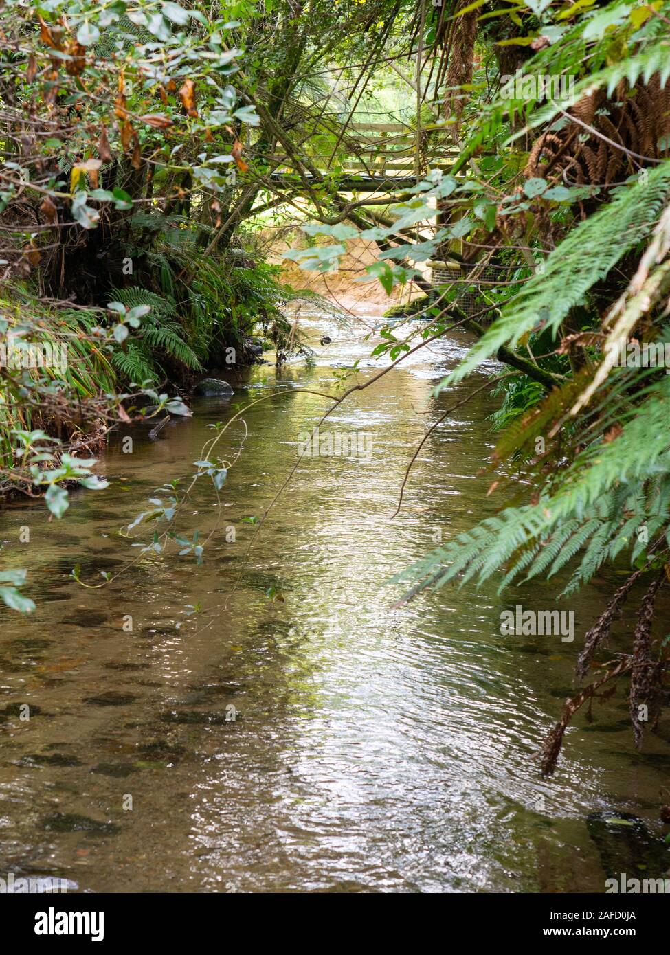 Stream Water In A Forest Stock Photo - Alamy