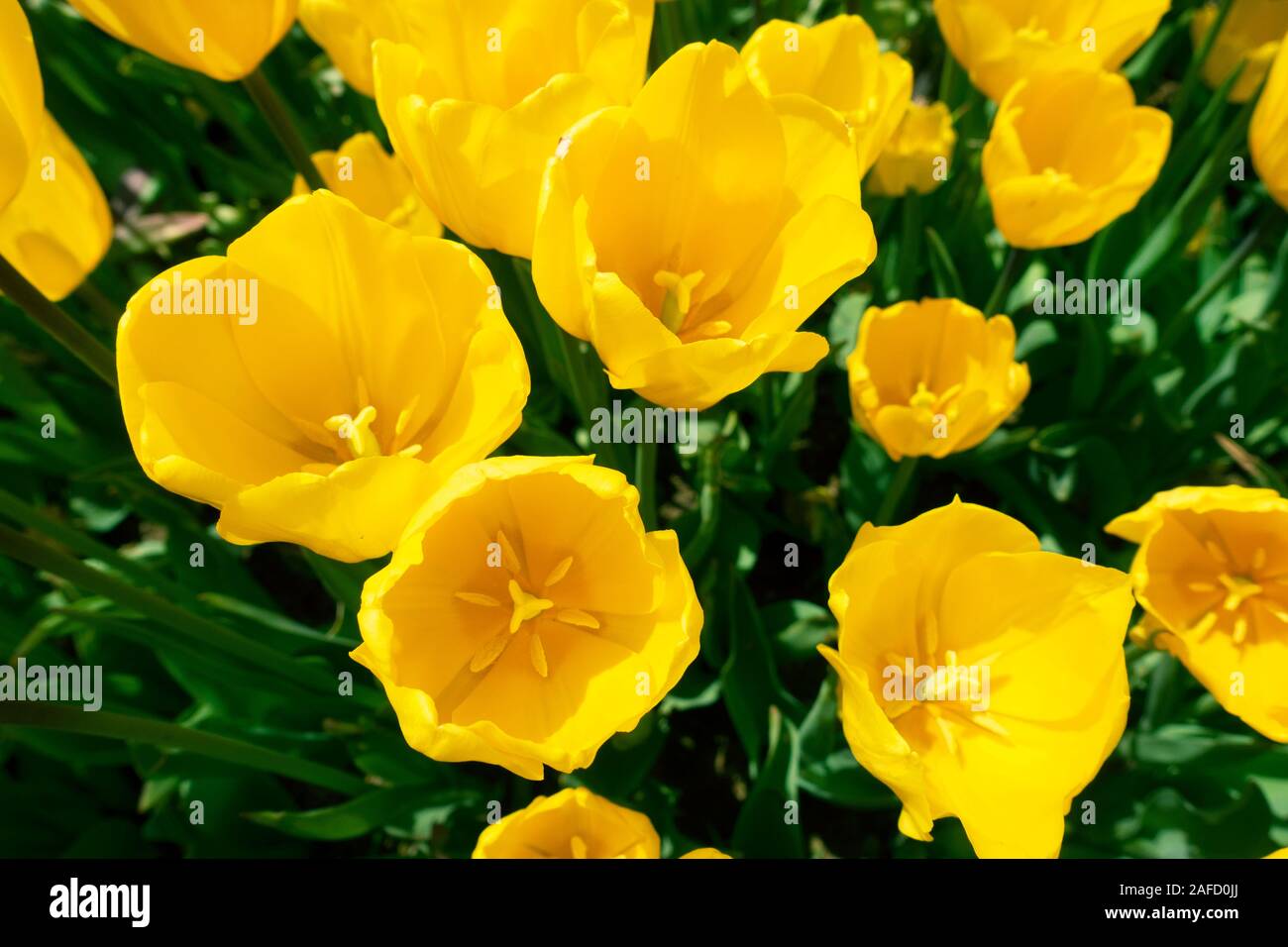 Tulips in nature hi-res stock photography and images - Alamy