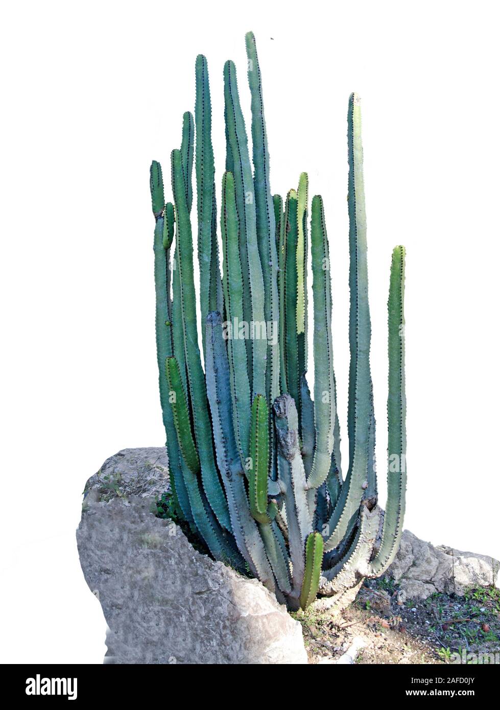 cactus isolated on white background Stock Photo - Alamy