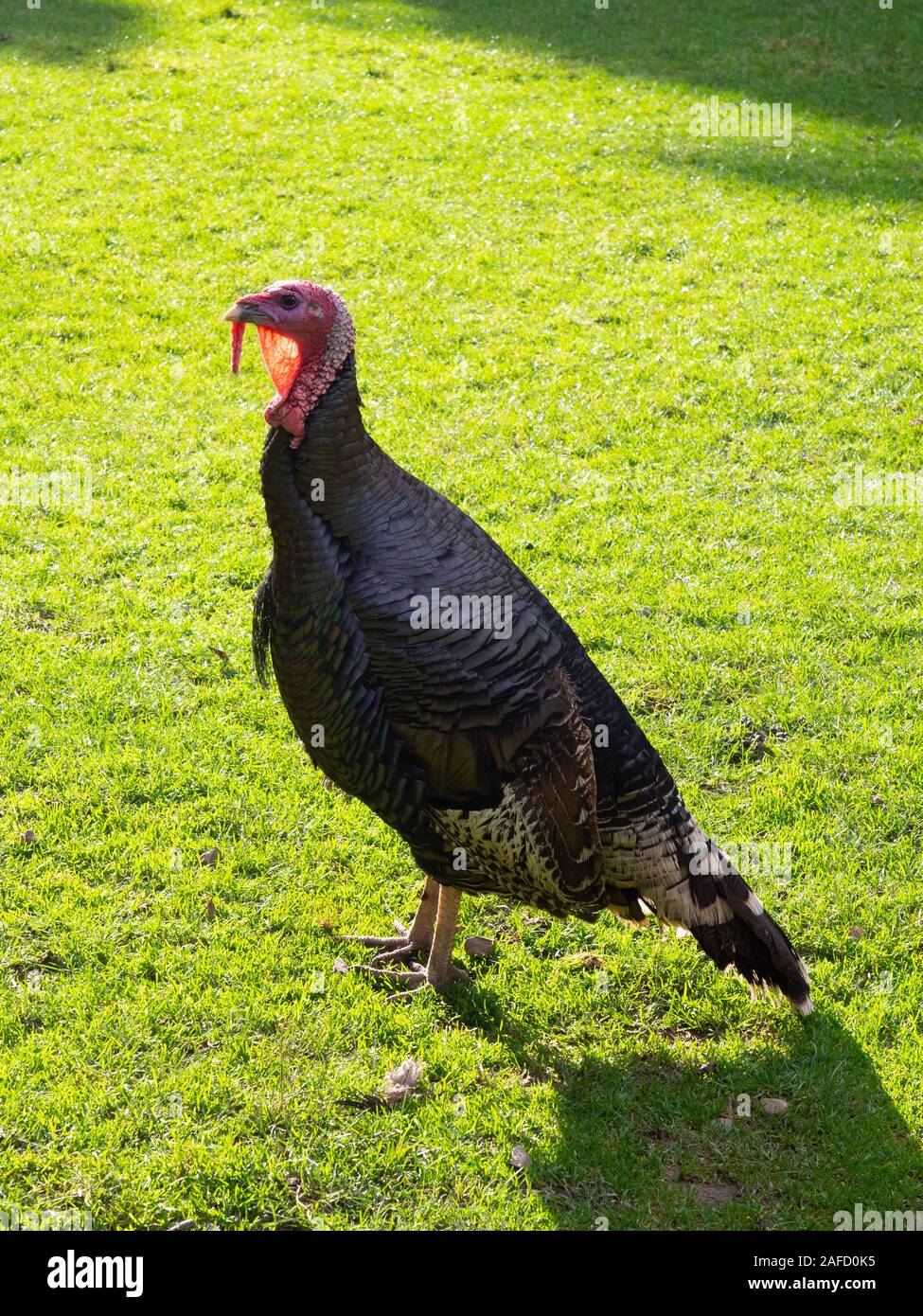 Animal roaming hi-res stock photography and images - Alamy