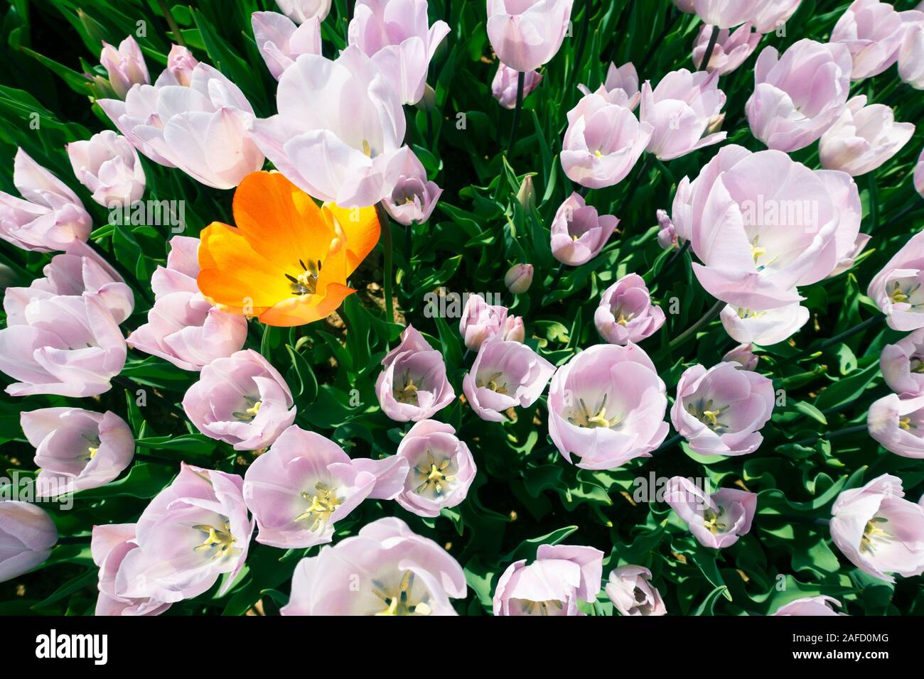 Tulips in nature hi-res stock photography and images - Alamy