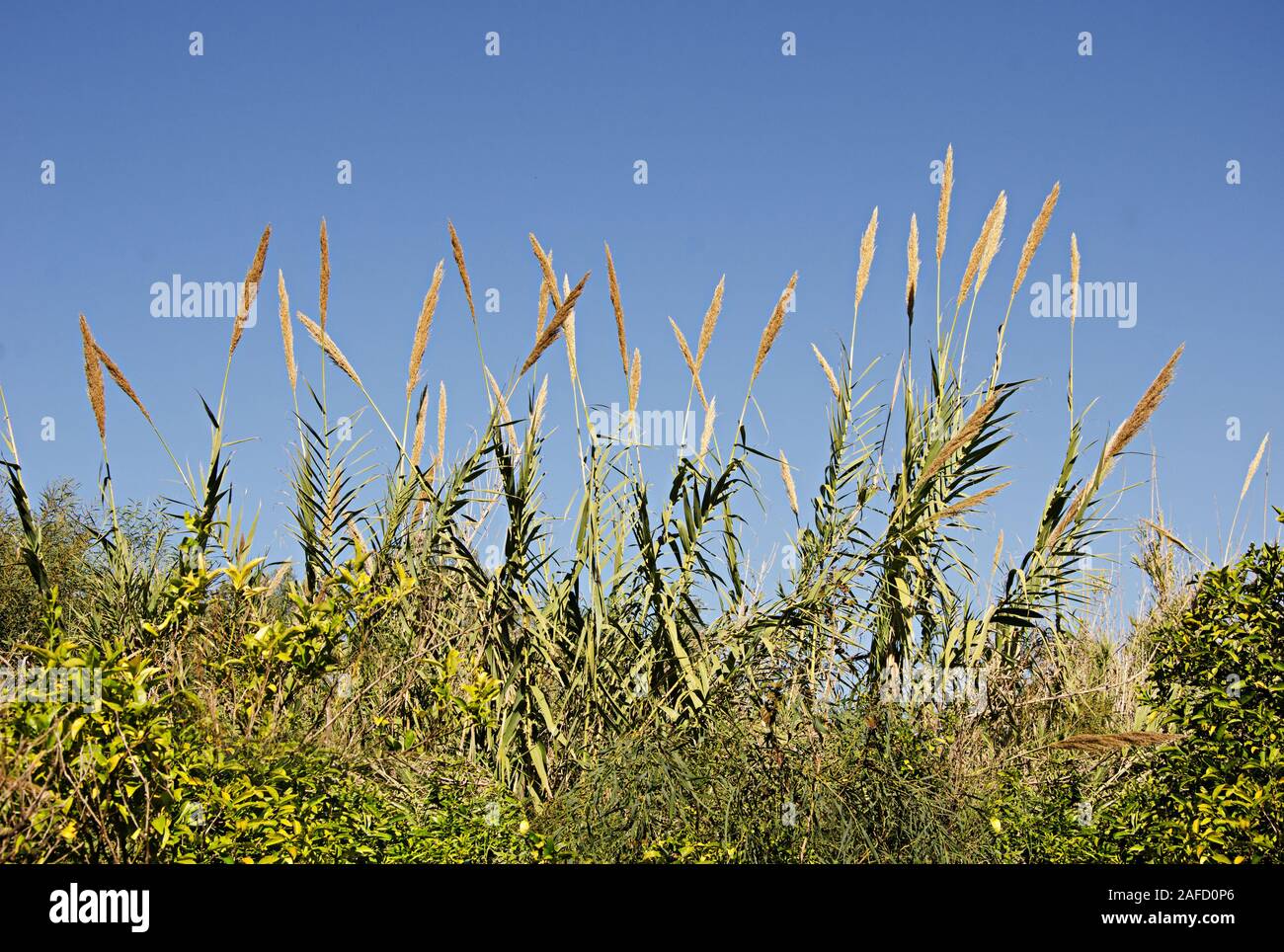 Grasses of Israel Stock Photo - Alamy