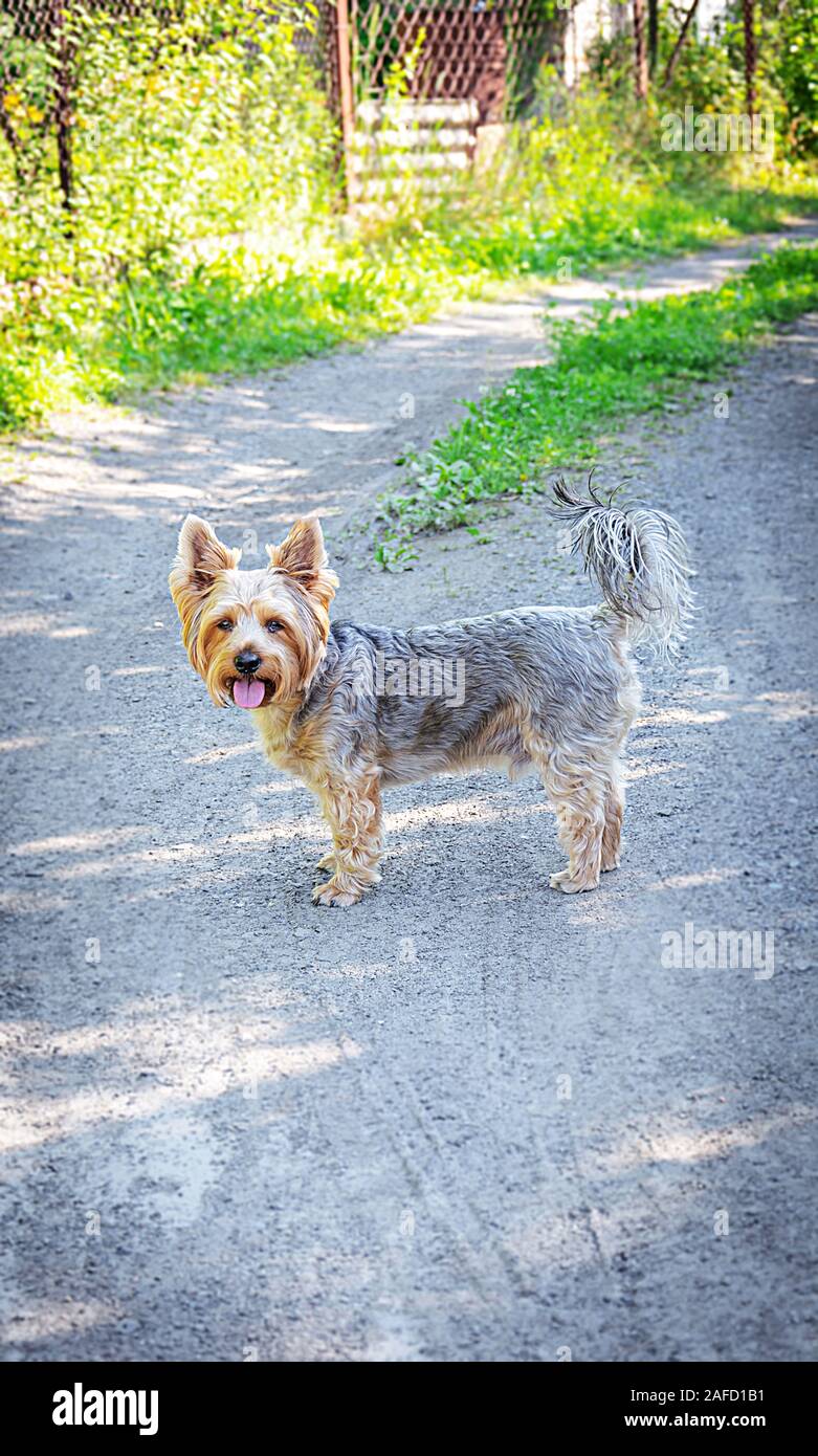 Cute photos of Yorkshire terrier outdoors in nature on a sunny day ...
