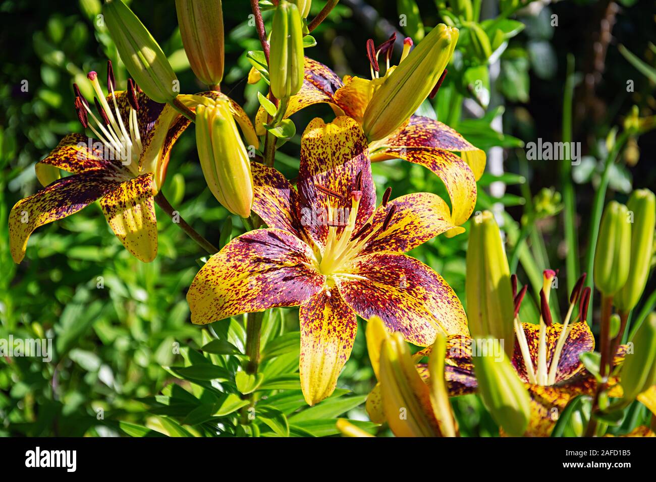 Summer flower background. Beautiful Lilium flower photos outdoors Stock ...