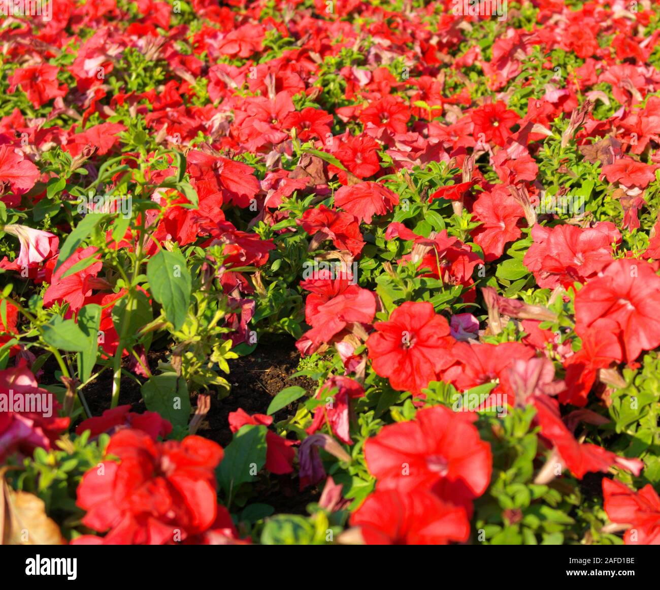 red little flowers Stock Photo - Alamy