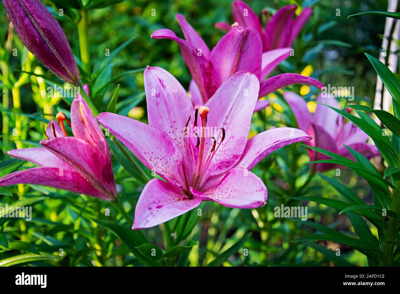 Summer flower background. Beautiful Lilium flower photos outdoors Stock ...