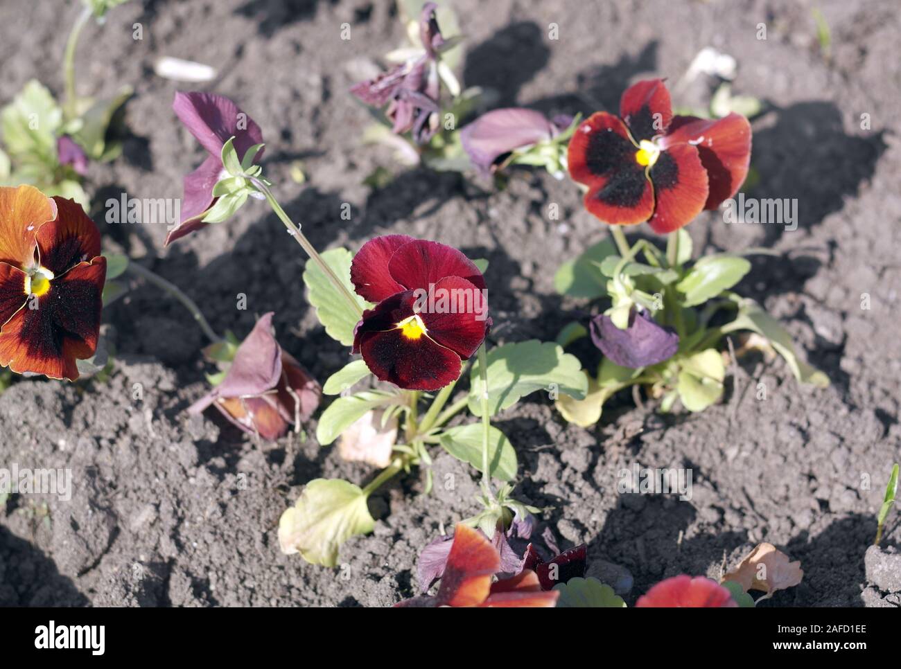 Red Viola at Spring Stock Photo - Alamy
