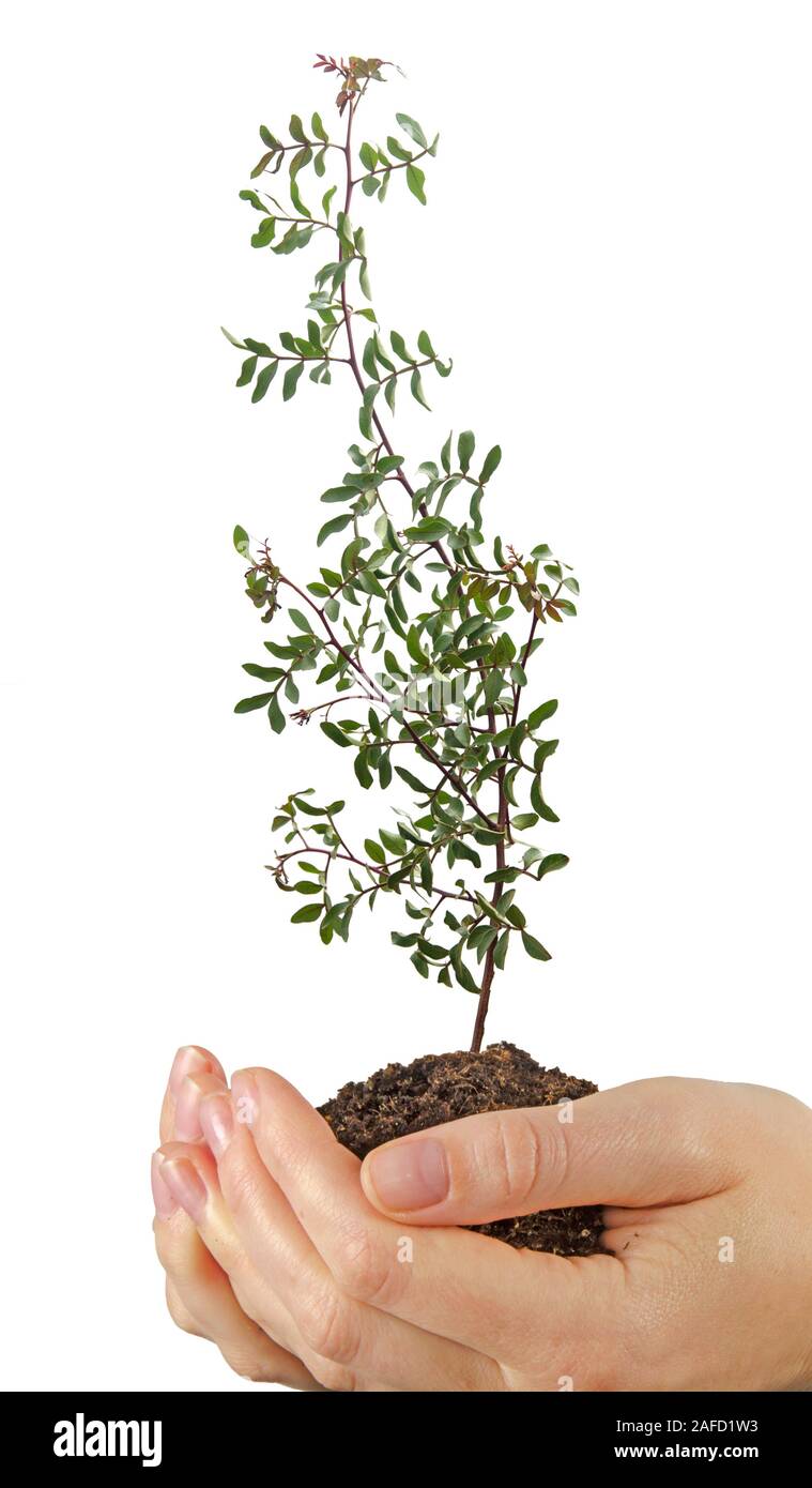 Sapling in hands Stock Photo - Alamy