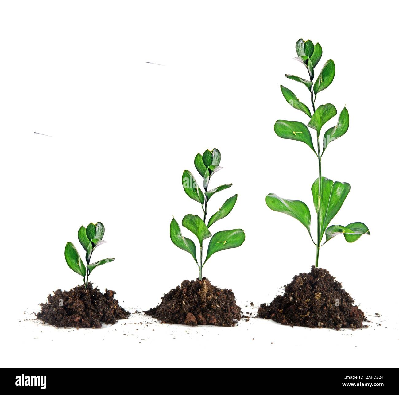 Saplings on white background Stock Photo - Alamy