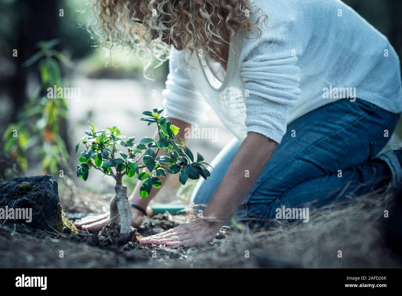 Caucasian people woman plant a new little tree in the forest - concept ...