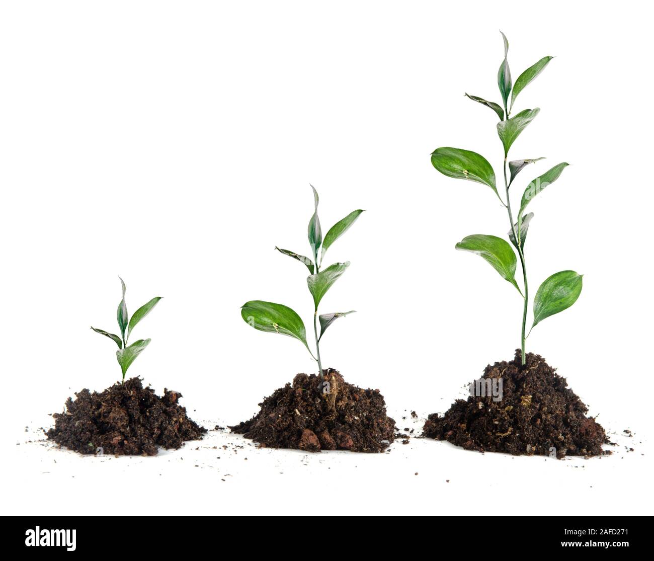 Saplings on white background Stock Photo - Alamy