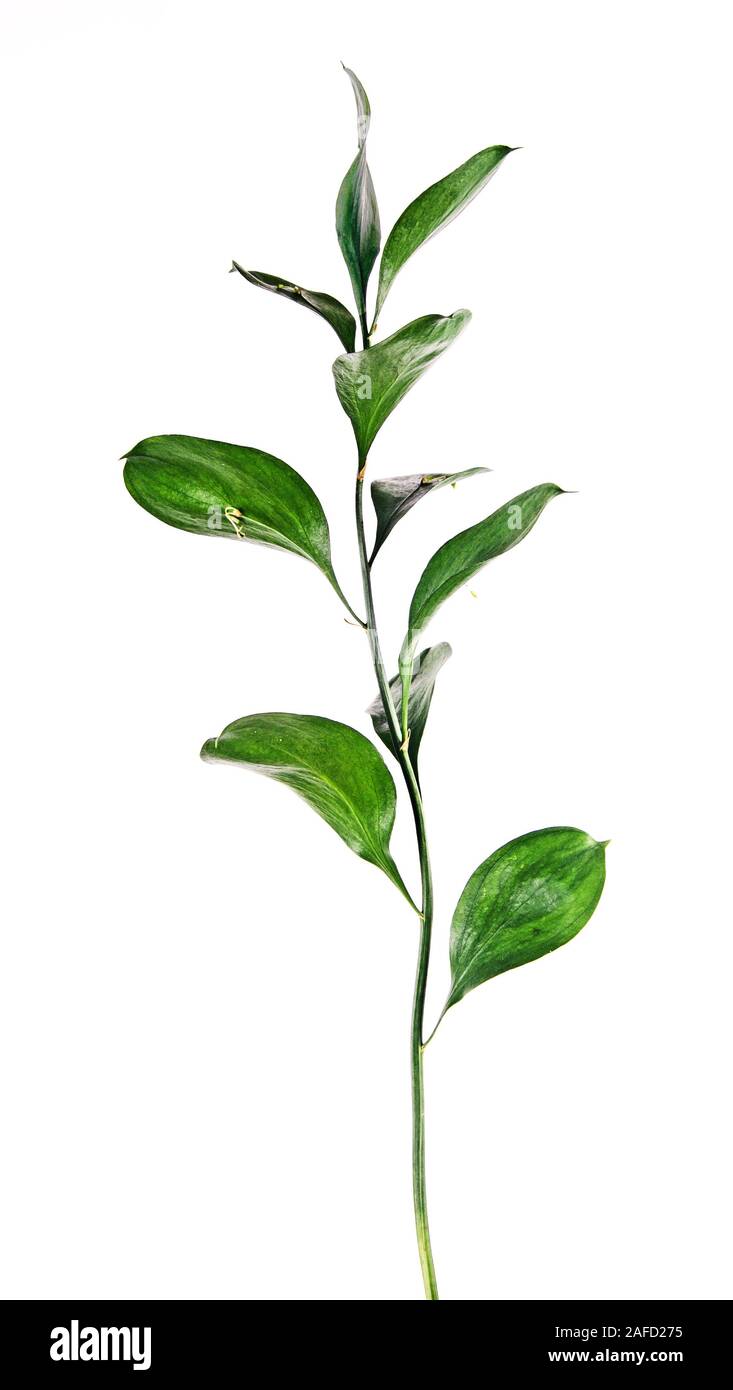 Close up of sapling Stock Photo - Alamy