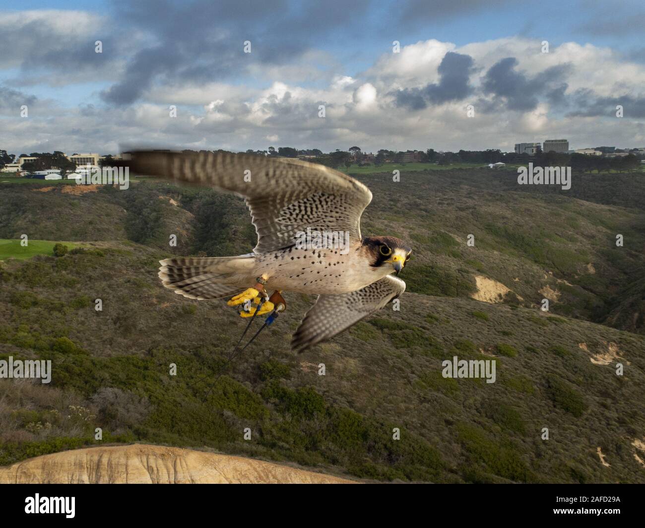San Diego, California, USA. 14th Dec, 2019. A falcon flies along the ...