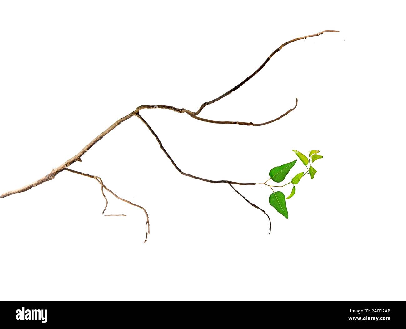 Branch with leaves Stock Photo - Alamy