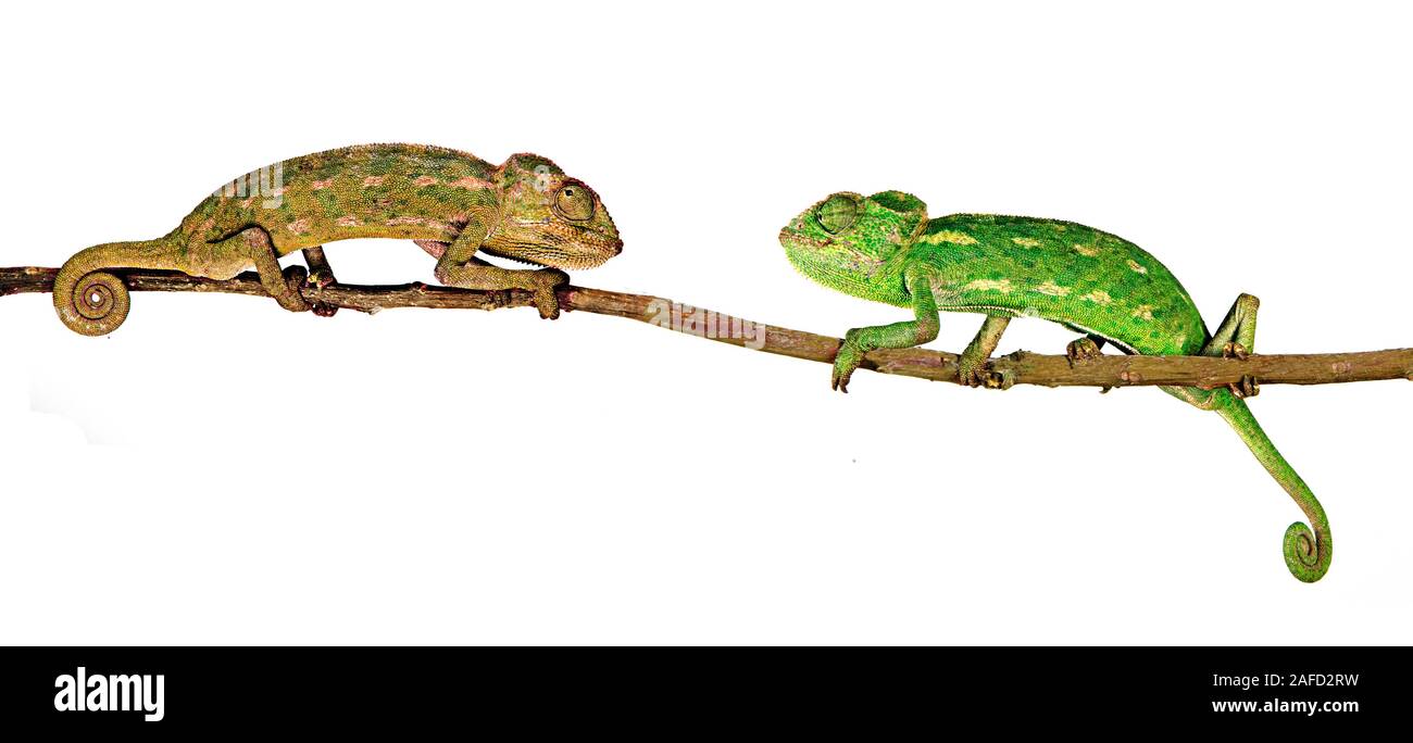 Male and female chameleon Cut Out Stock Images & Pictures - Alamy