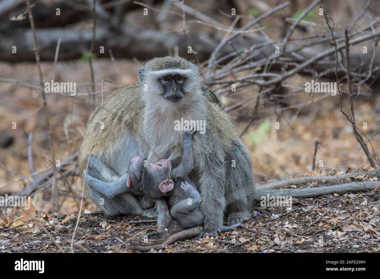Victoria falls, Zimbabwe. Vervet monkey mothers and cubs Stock Photo ...