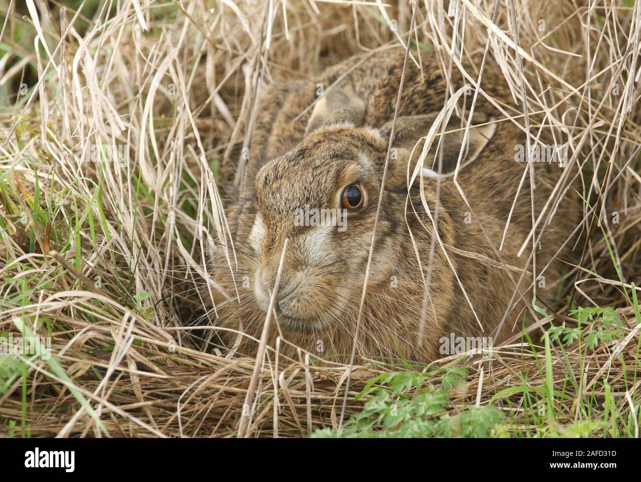 A Brown Hare, Lepus europaeus, sheltering in a form, which is a shallow ...