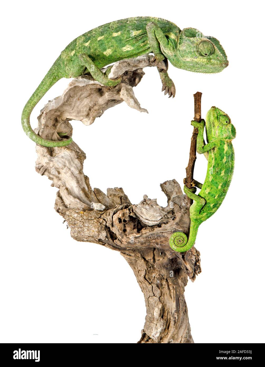 Two chameleons hi-res stock photography and images - Alamy