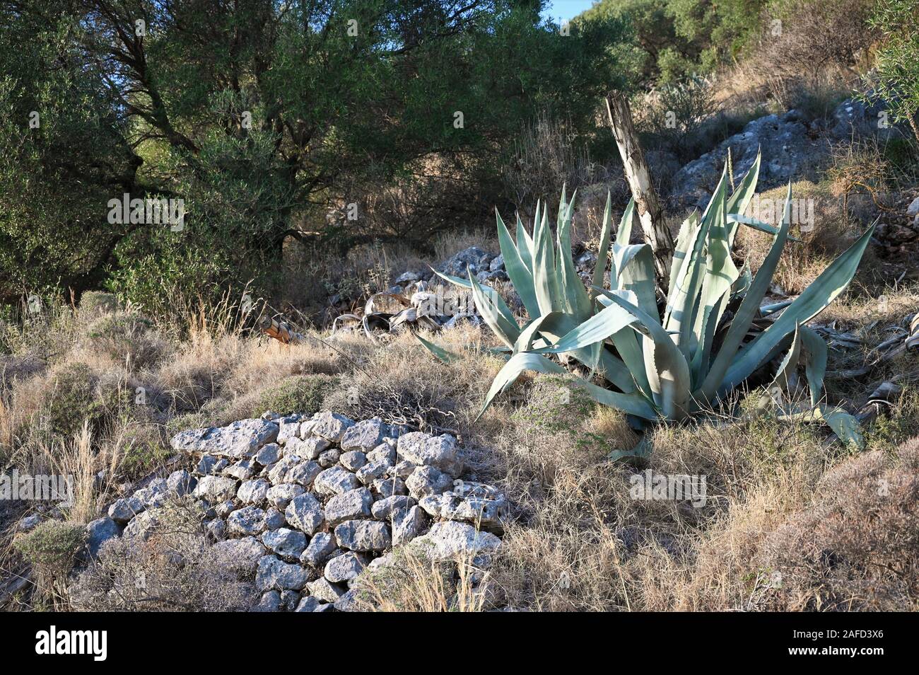 Agave americana wild plant Stock Photo - Alamy
