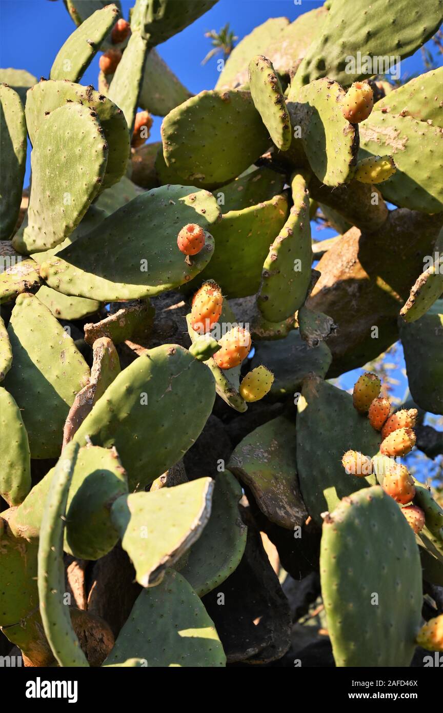 Opuntia ficus indica wild tree Stock Photo - Alamy