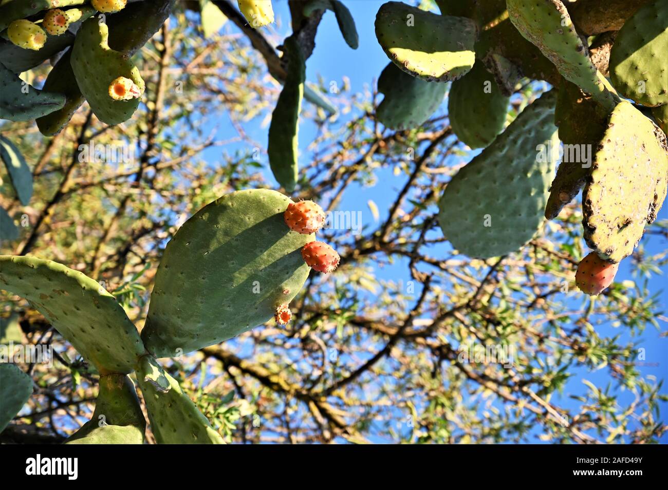 Opuntia ficus indica cactus plant Stock Photo - Alamy