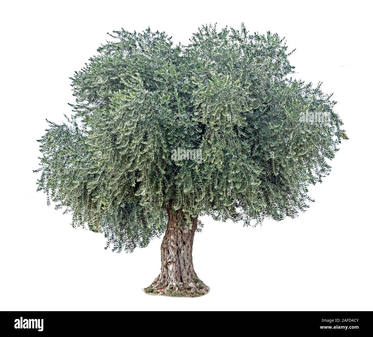 Ornamental olive tree Cut Out Stock Images & Pictures - Alamy