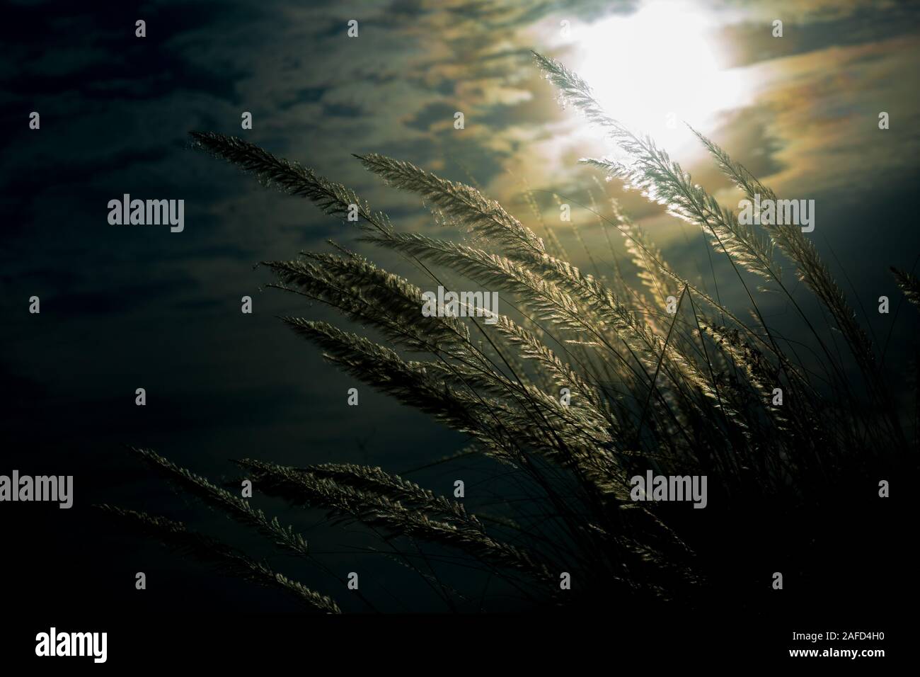 Catkin flowers, Kans grass (Saccharum spontaneum) or Kashful (in ...