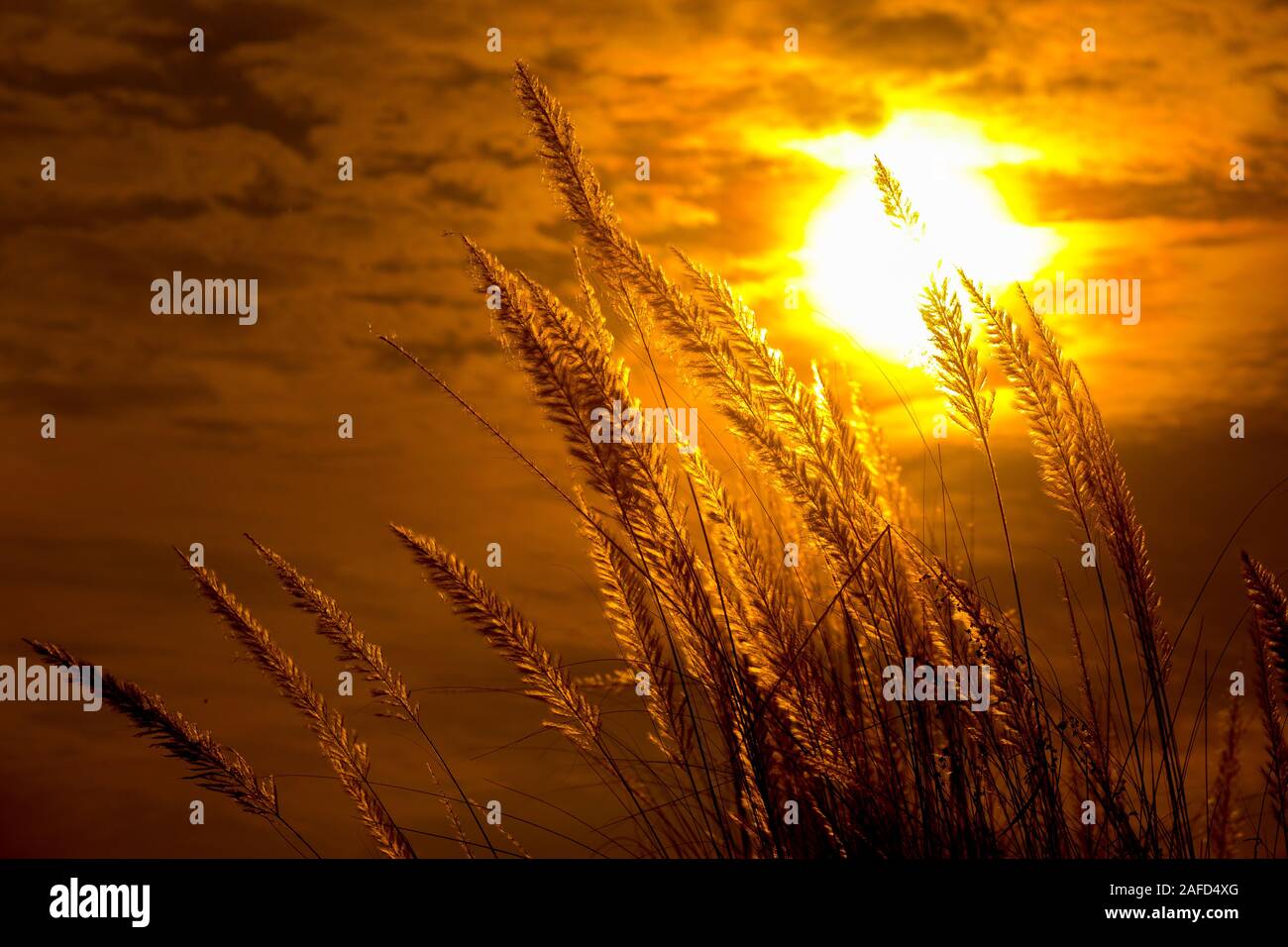Catkin flowers, Kans grass (Saccharum spontaneum) or Kashful (in ...