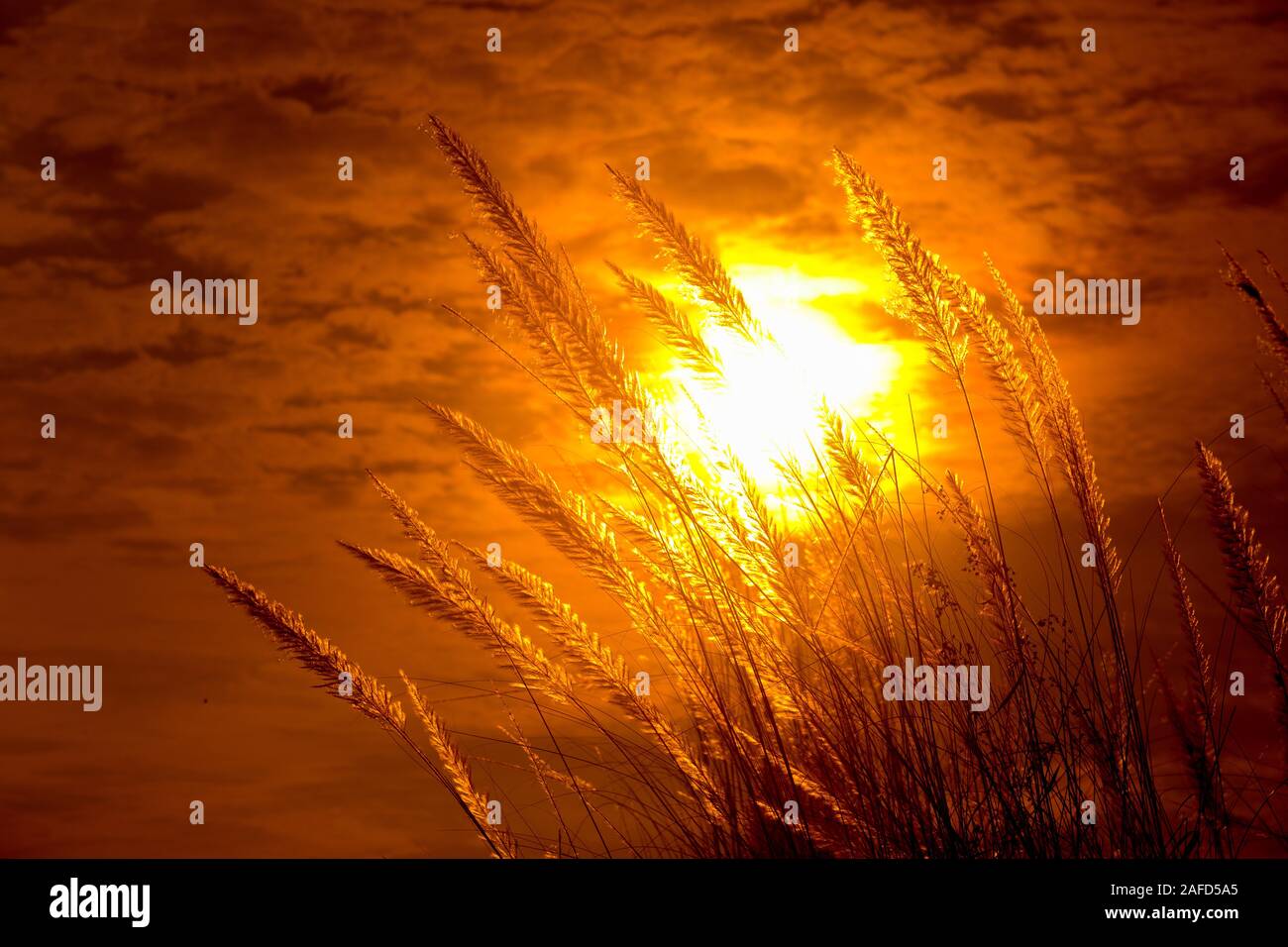 Catkin flowers, Kans grass (Saccharum spontaneum) or Kashful (in ...