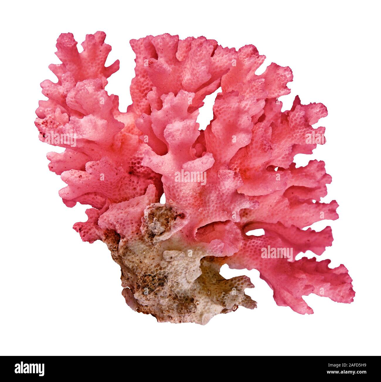 Coral isolated on white background Stock Photo - Alamy