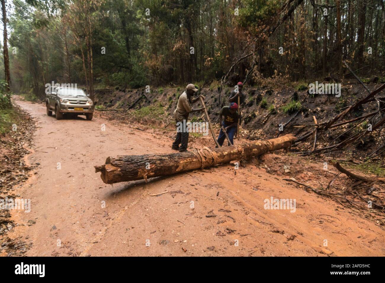 Nyanga Mountain, Zimbabwe. Woodchoppers work in the rain, cutting a log ...