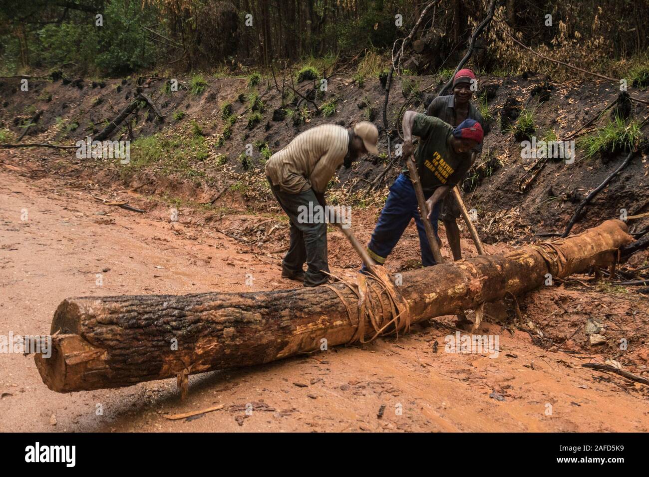 Nyanga Mountain, Zimbabwe. Woodchoppers work in the rain, cutting a log ...