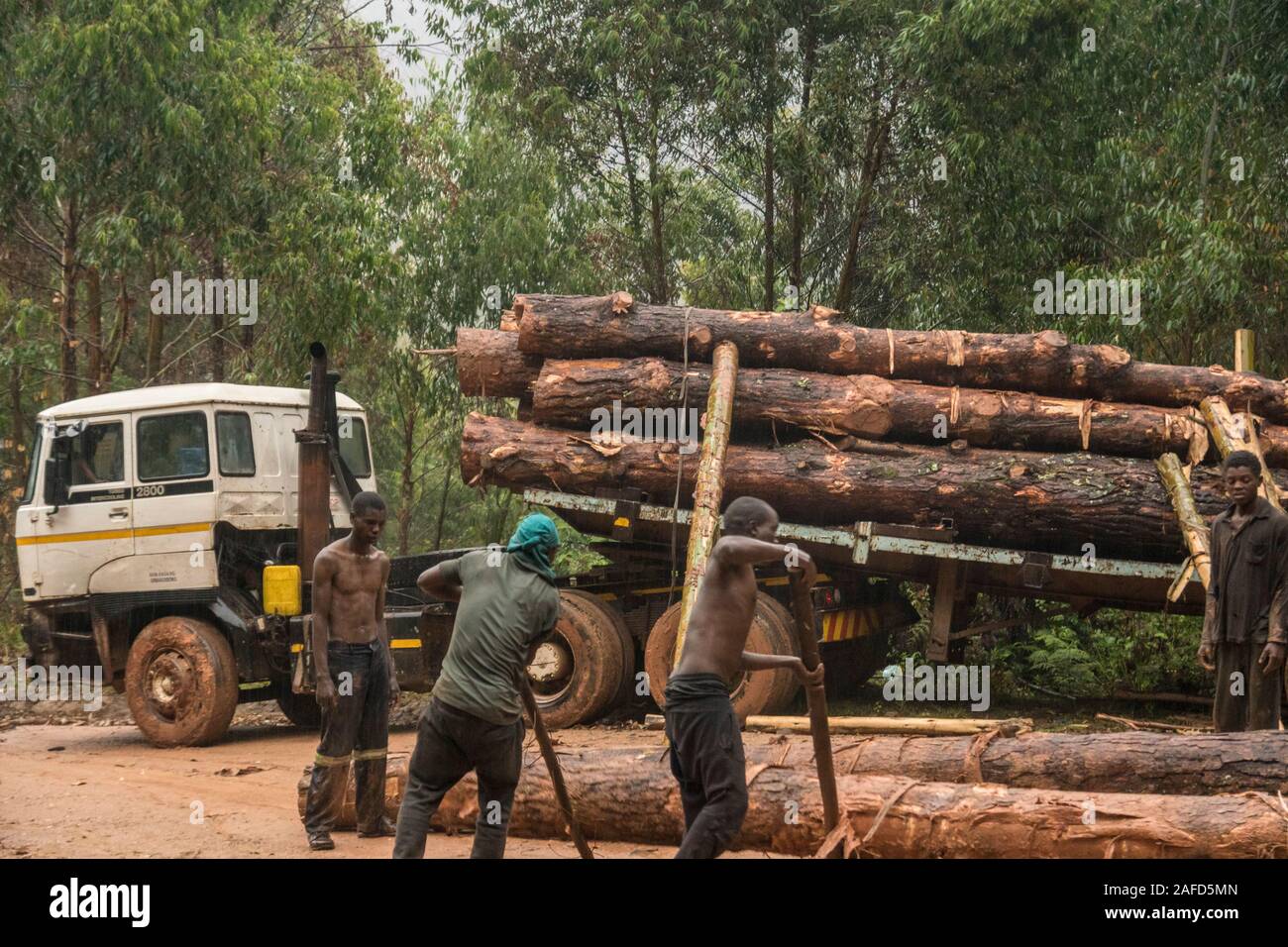 Nyanga Mountain, Zimbabwe. Woodchoppers work in the rain, cutting a log ...