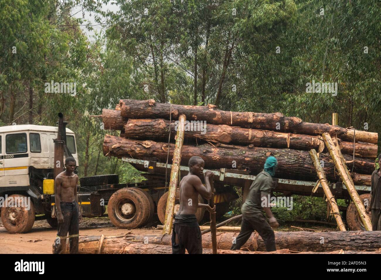 Nyanga Mountain, Zimbabwe. Woodchoppers work in the rain, cutting a log ...