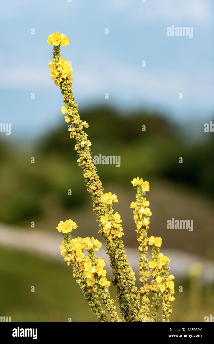Verbascum in bloom with yellow flowers. Also known as Mullein or Velvet ...