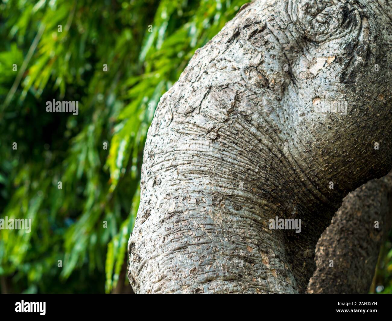 Cracks, notches, abrasions on the surface of large trees On the ...