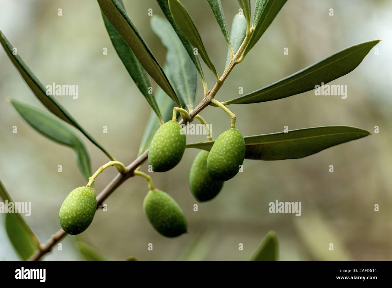 Olive olive tree branch and fruits hi-res stock photography and images ...