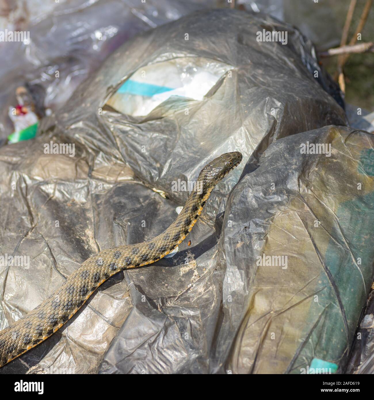 Venomous predator hi-res stock photography and images - Alamy