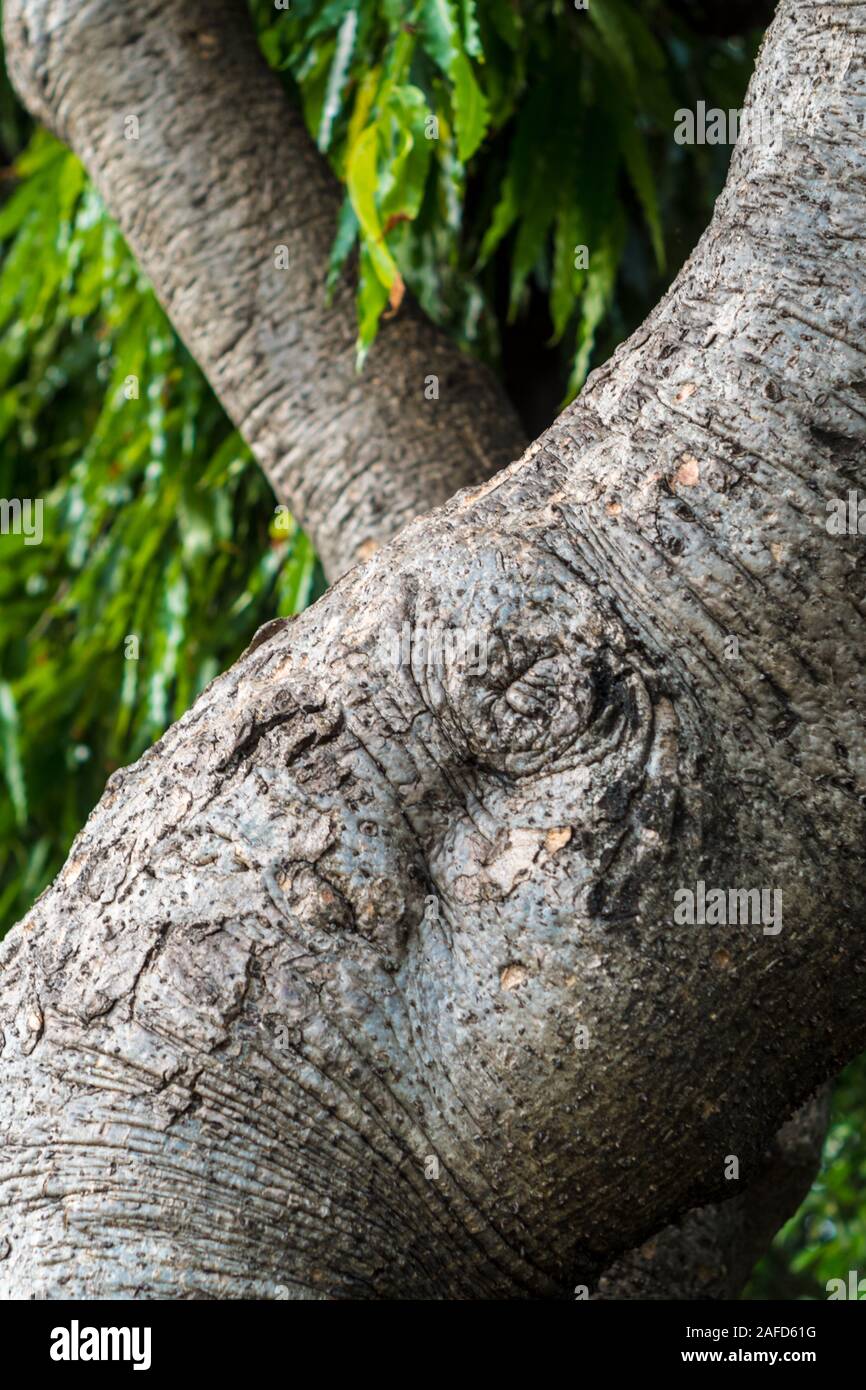 Cracks, notches, abrasions on the surface of large trees On the ...