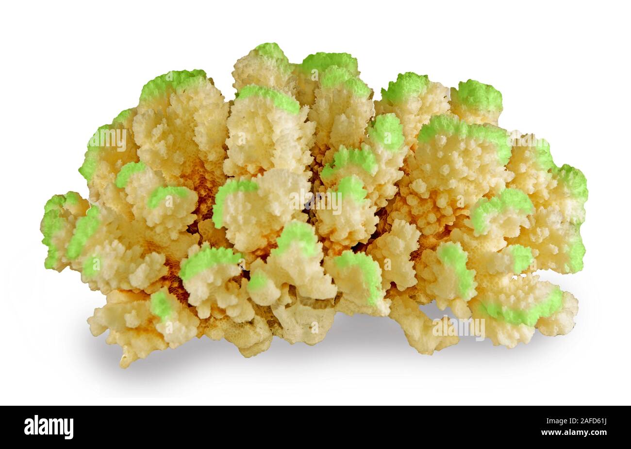 coral isolated on white background Stock Photo - Alamy