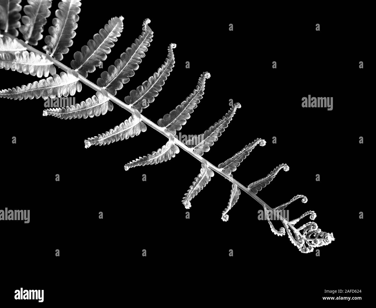 Silver leaf plant Black and White Stock Photos & Images - Alamy