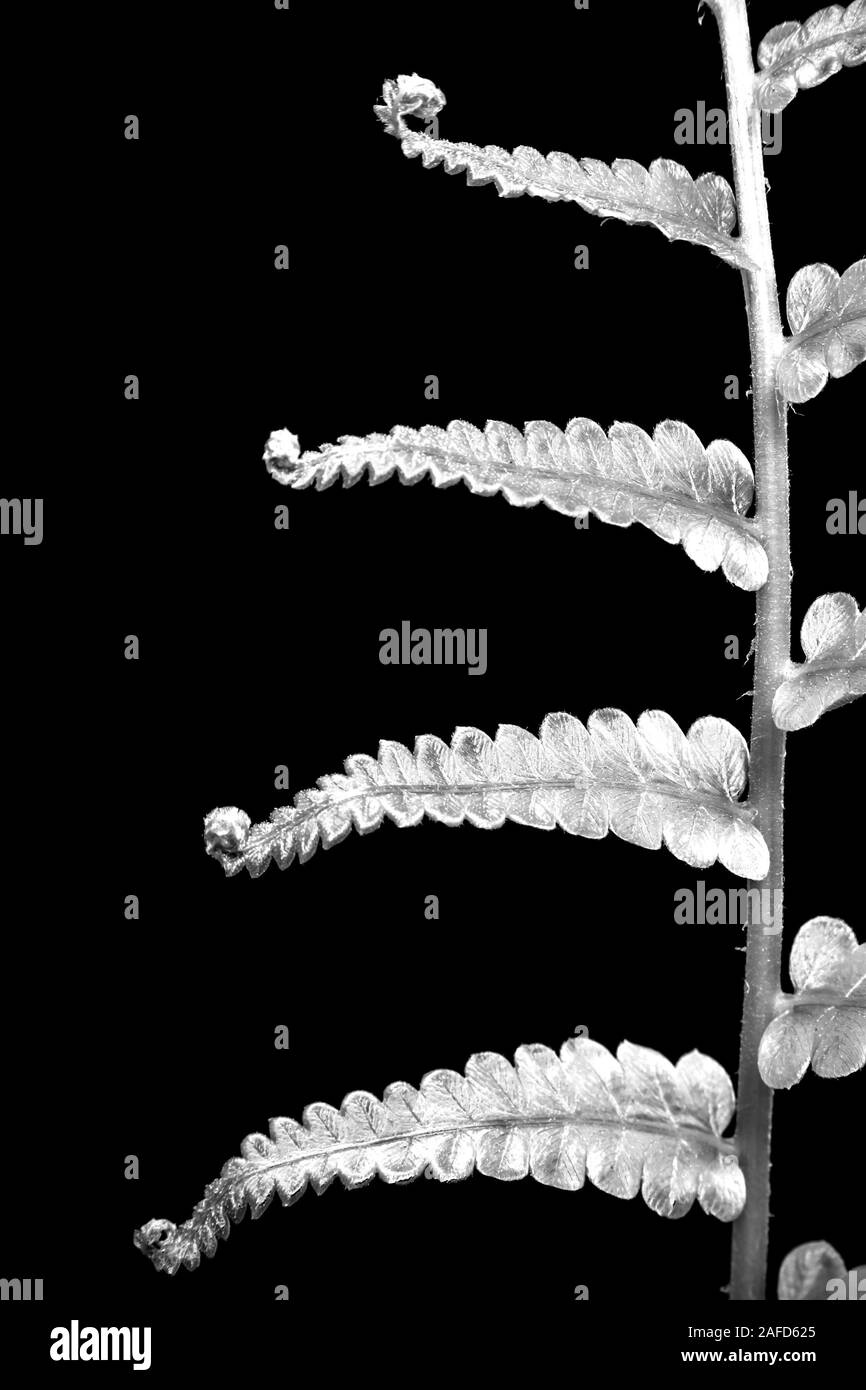 Silver fern as night light hi-res stock photography and images - Alamy