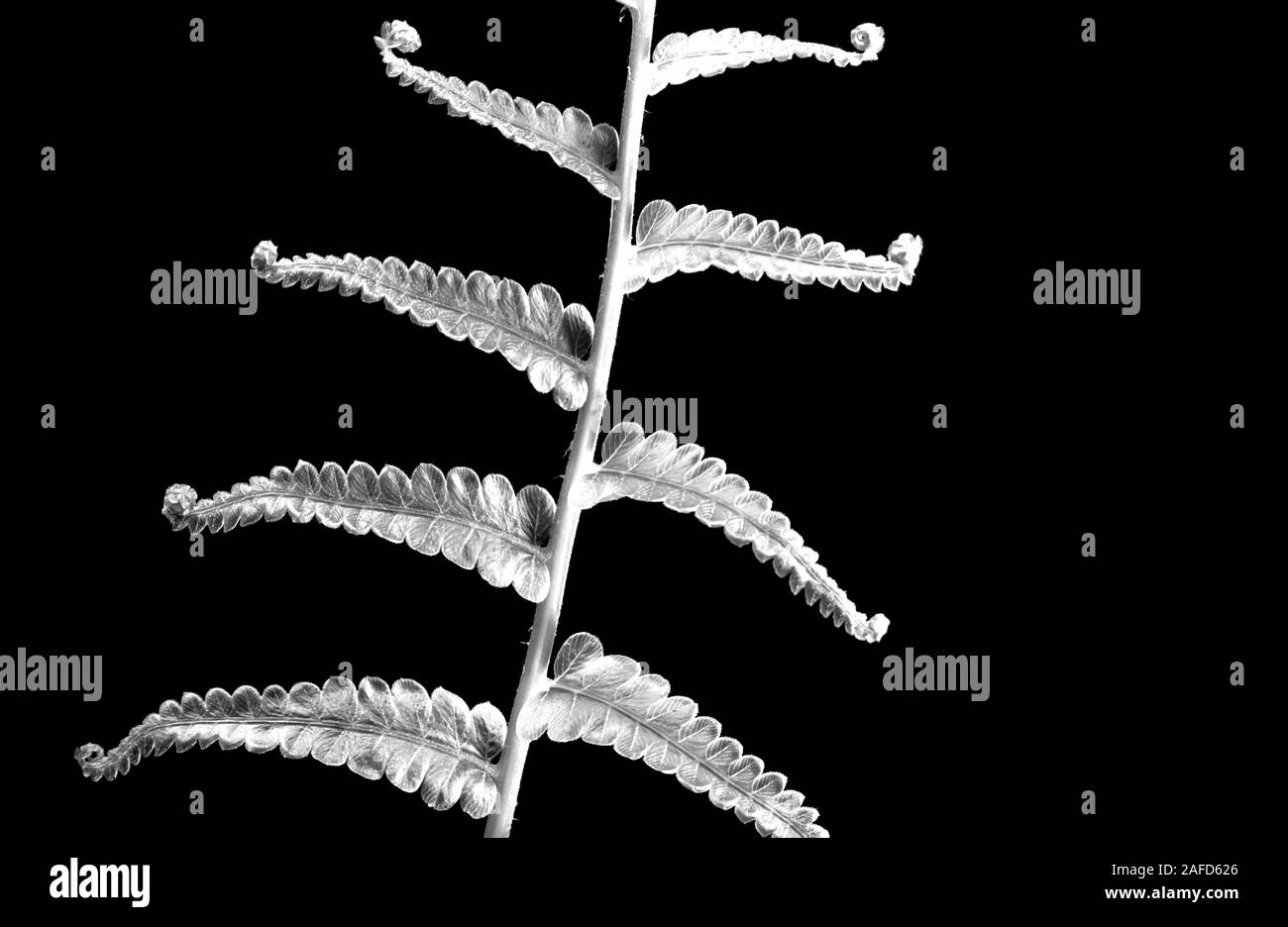 Silver leaf plant Black and White Stock Photos & Images - Alamy