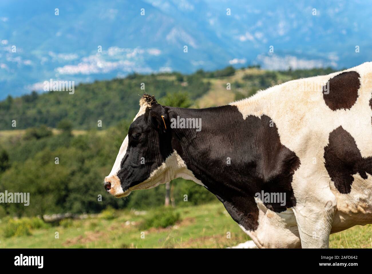 Holstein Friesian cattle, portrait of a black and white dairy cow on a ...